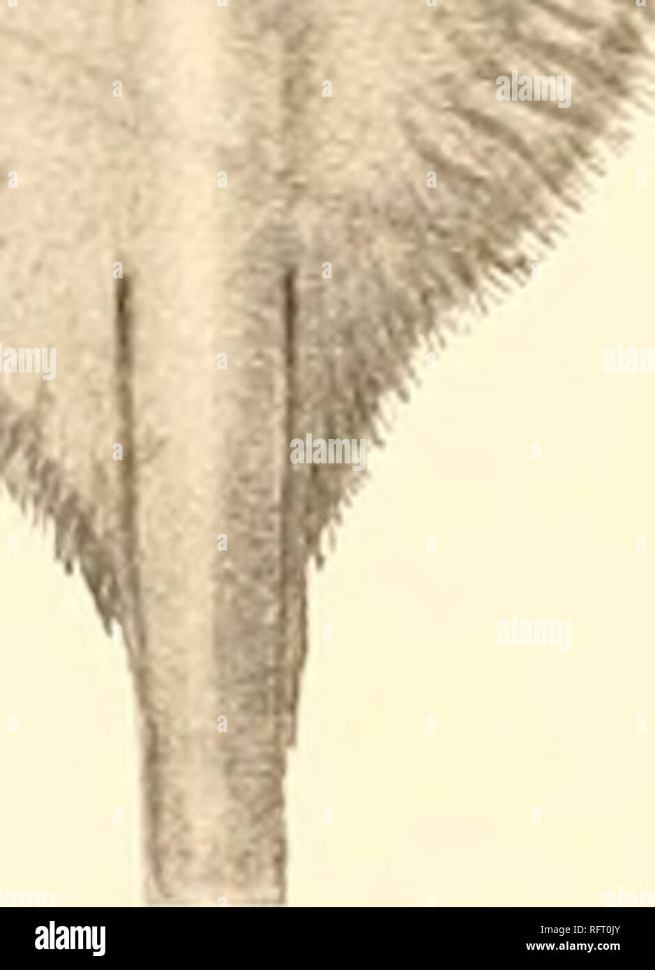 . Carnegie Institution of Washington publication. . Fig. 15 D.—Egg ...