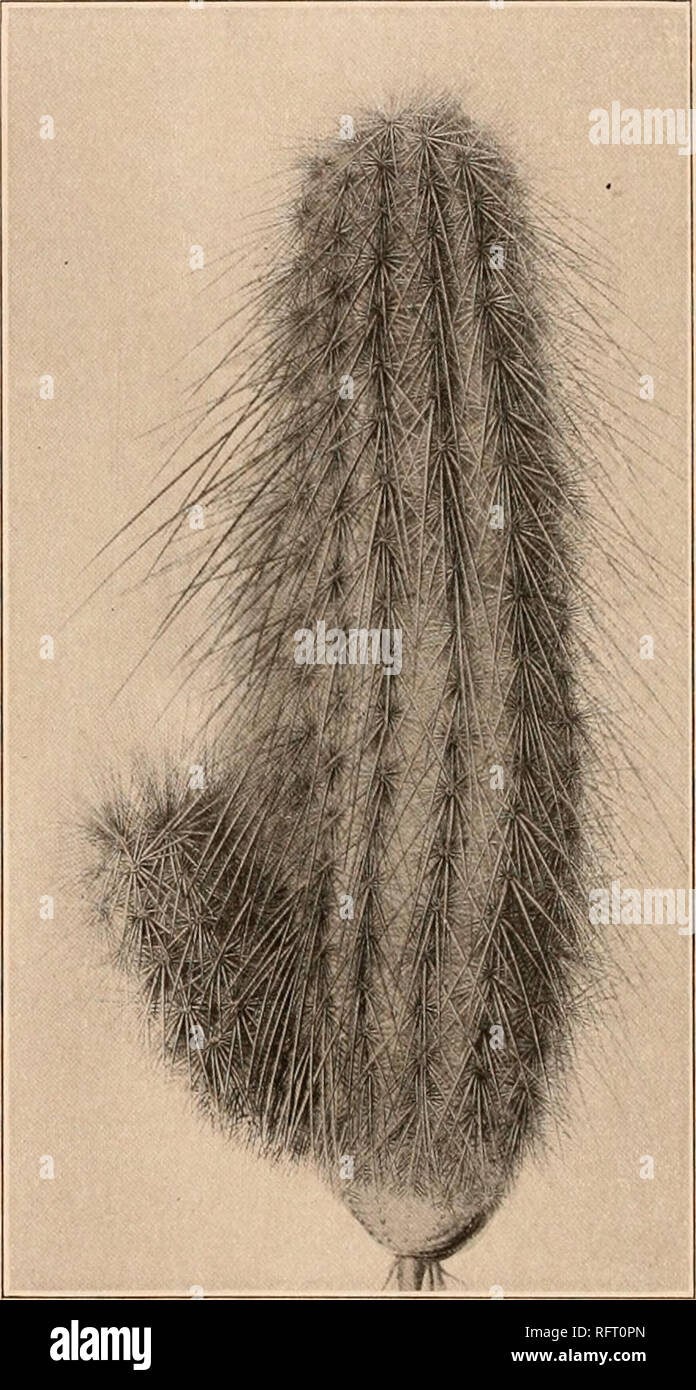 Echinocereus longisetus hi-res stock photography and images - Alamy
