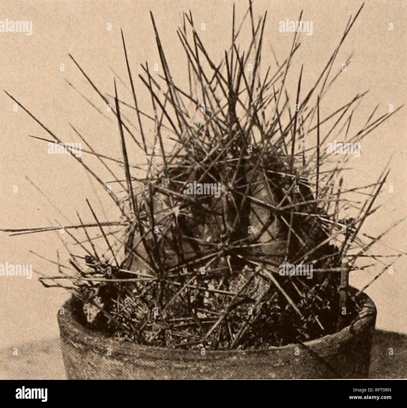 Cespitose plant hi-res stock photography and images - Alamy