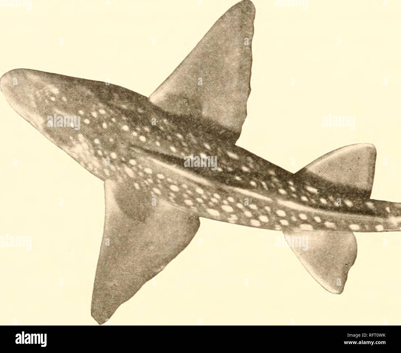 . Carnegie Institution of Washington publication. 12 CHIM^ROID FISHES ...
