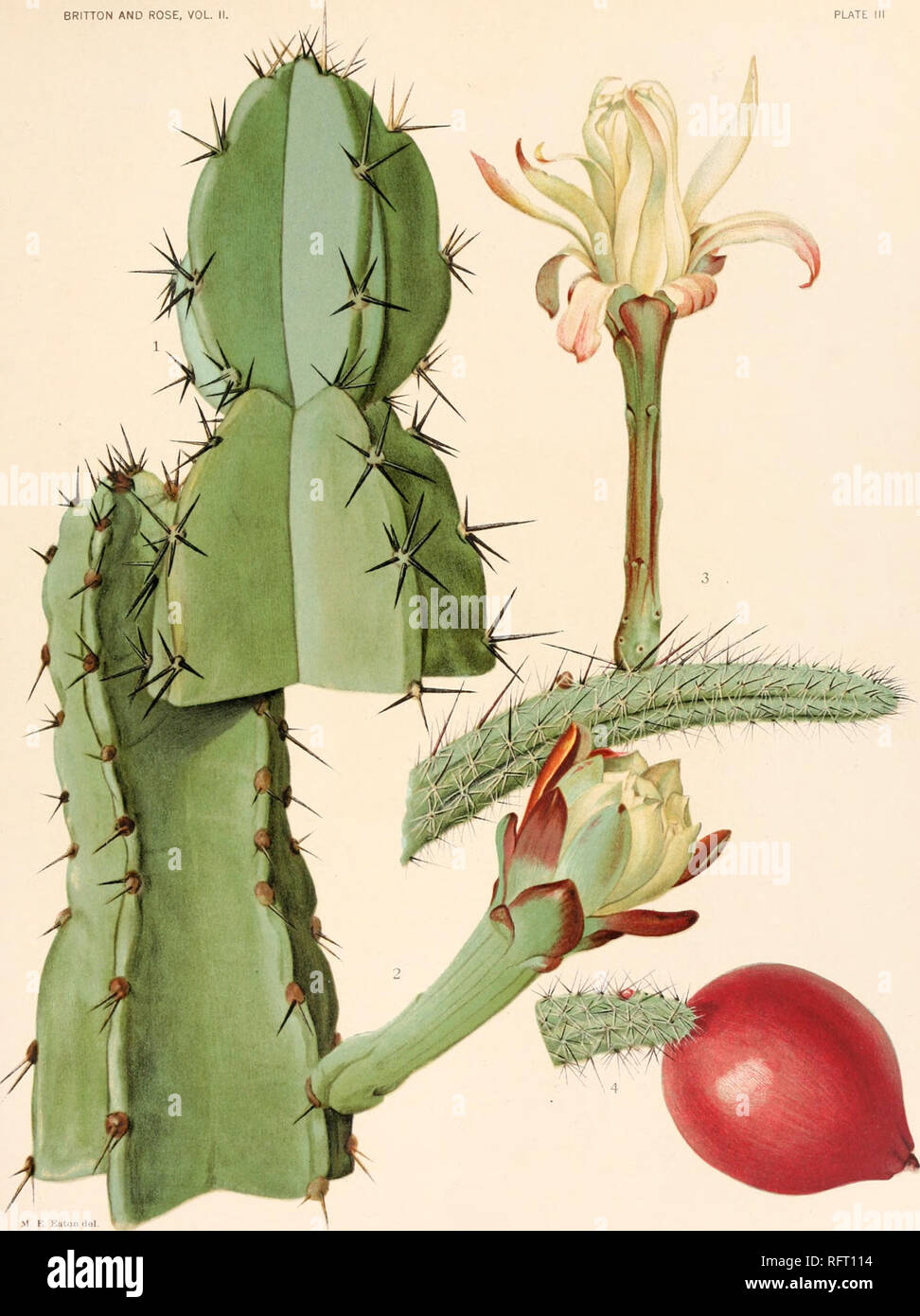 Cereus Validus High Resolution Stock Photography and Images - Alamy