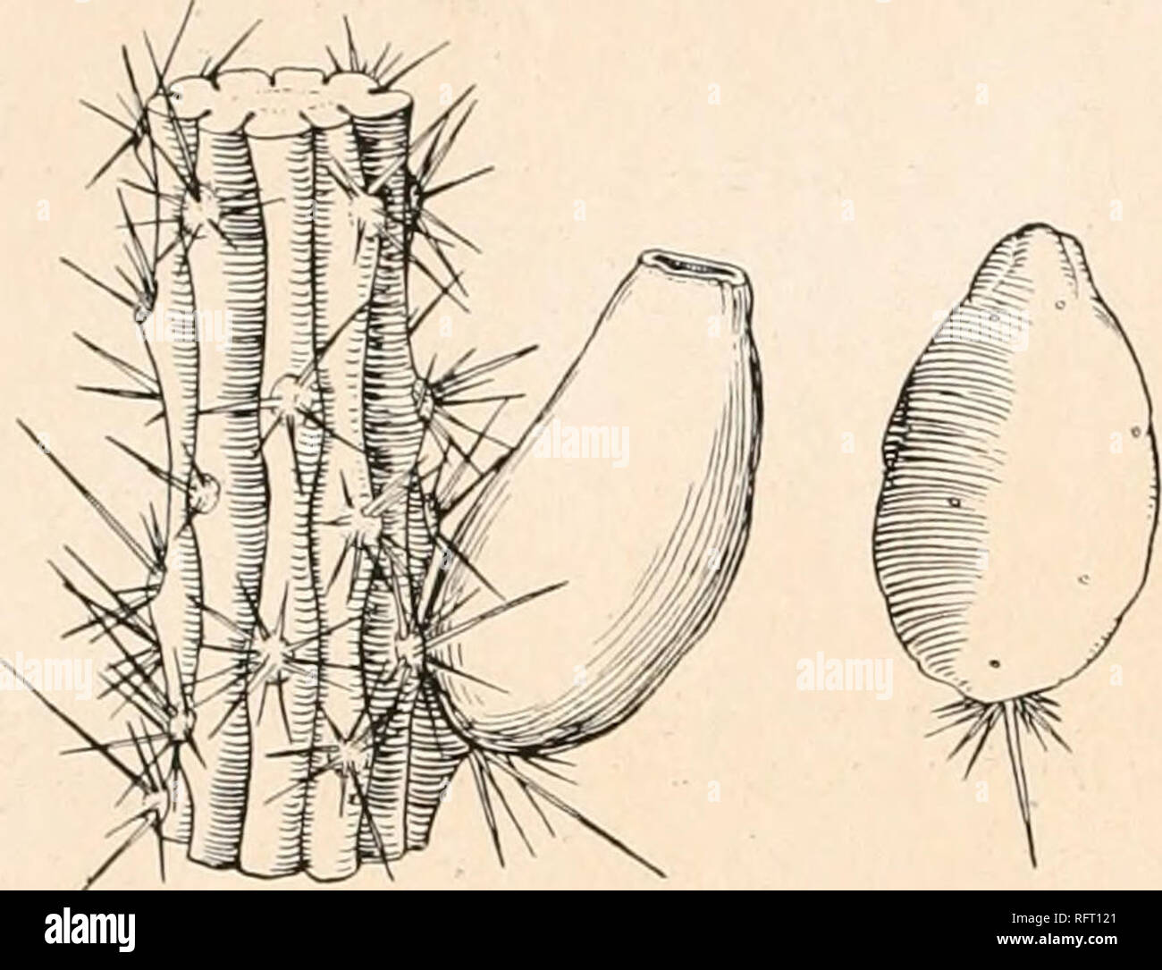 Tuberculate scales hi-res stock photography and images - Alamy