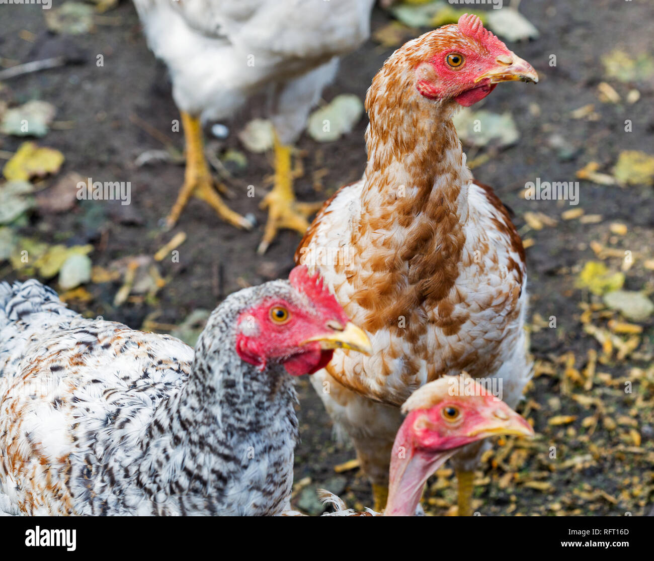 free range chickens closeup in the back yard Stock Photo - Alamy