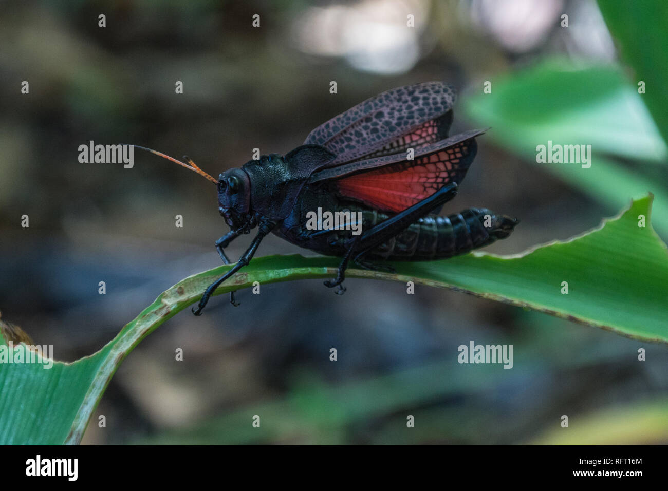 A photo of a beautiful specimen of red-winged grasshopper (Arphia ...