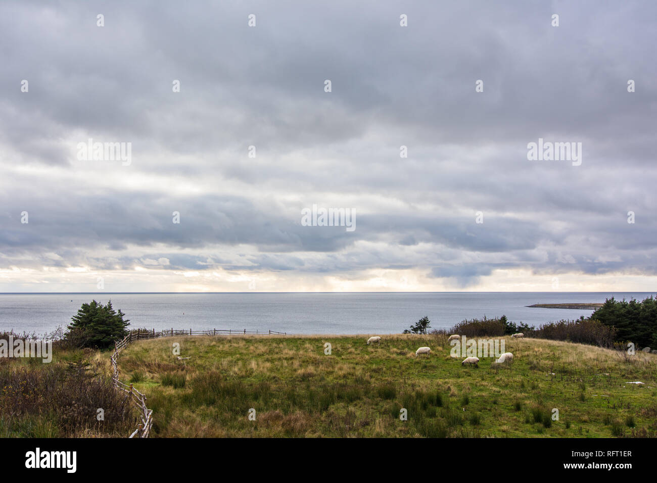 Newfoundland sheep hi-res stock photography and images - Alamy