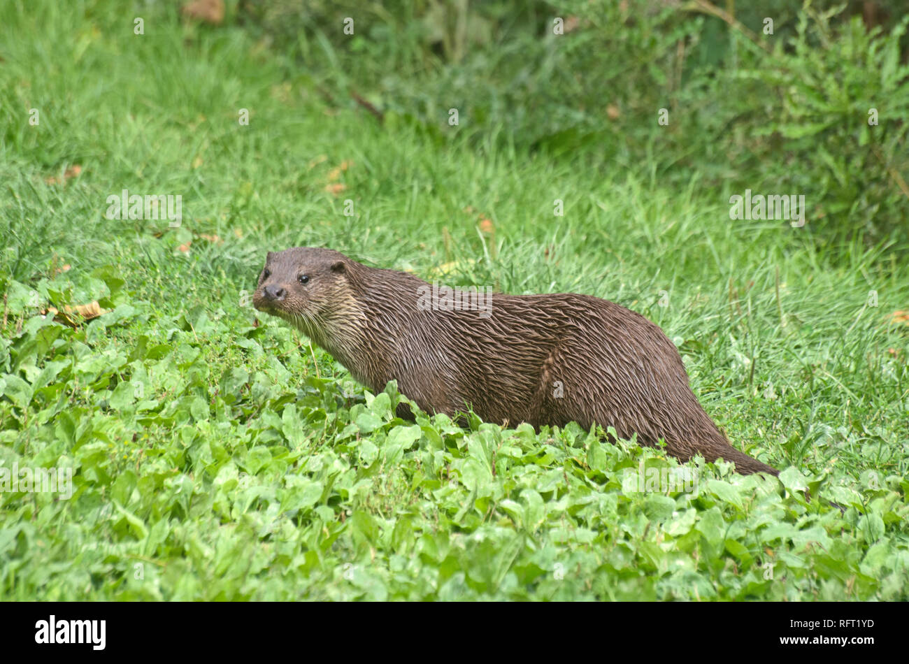BRITISH OTTER Lutra Lutra UK Stock Photo - Alamy
