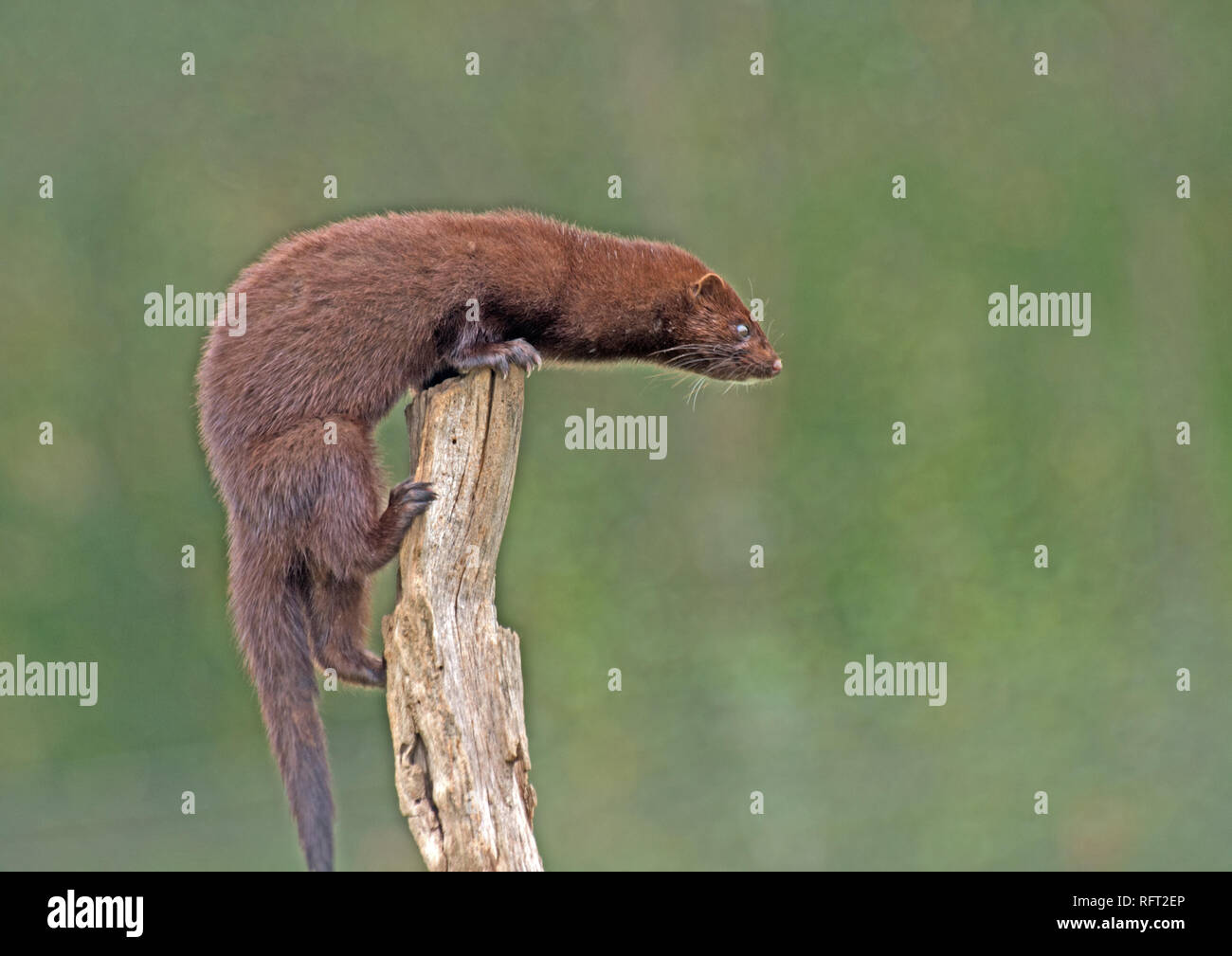 AMERICAN MINK Mustela Vison Branch Captive Stock Photo - Alamy