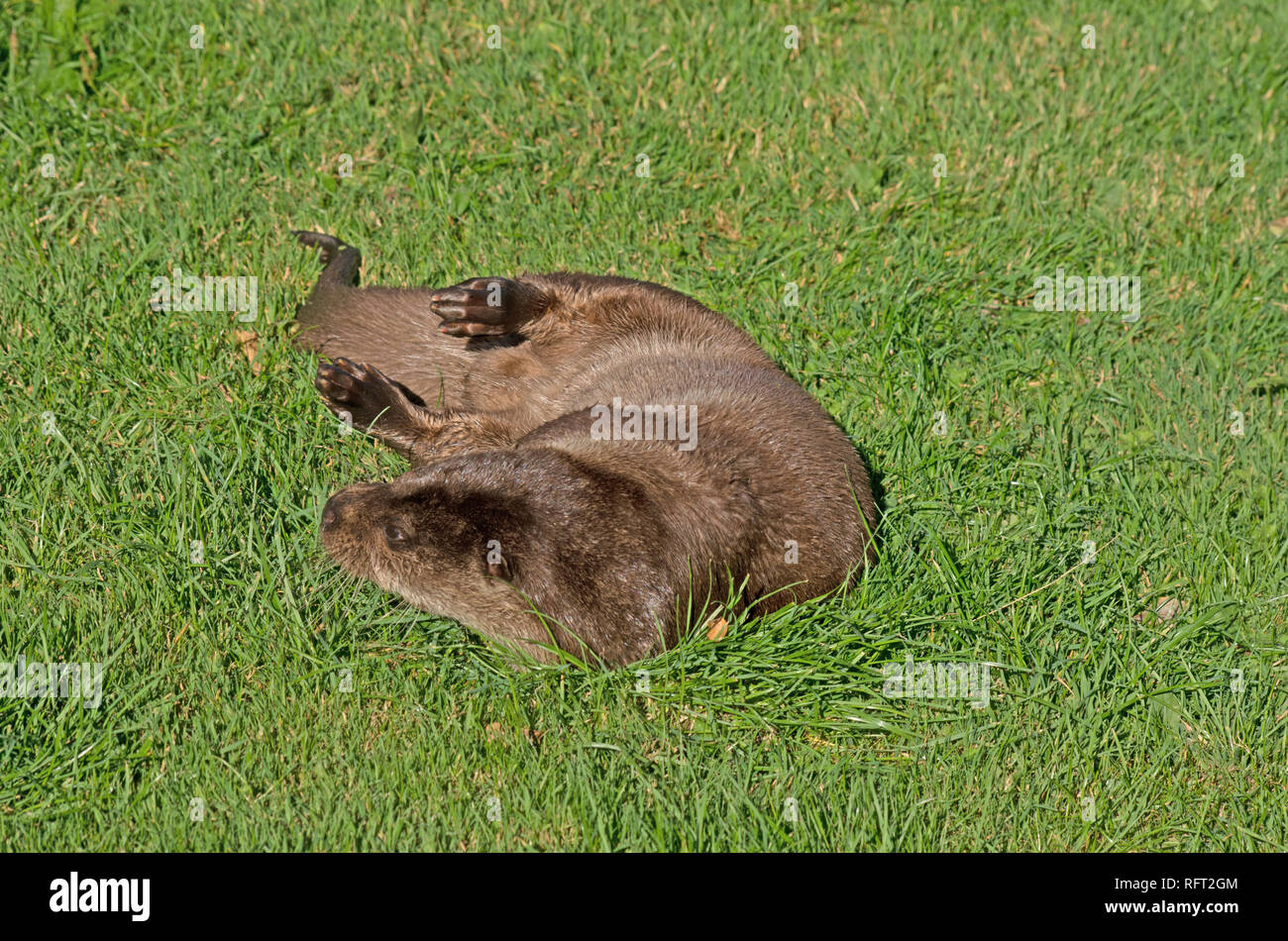 Otter uk back hi-res stock photography and images - Alamy