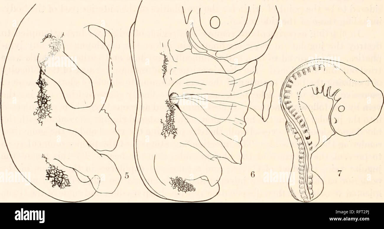 . Carnegie Institution of Washington publication. 470 ON THE ORIGIN AND ...