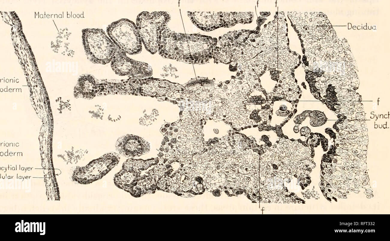 Vascularization hi-res stock photography and images - Alamy