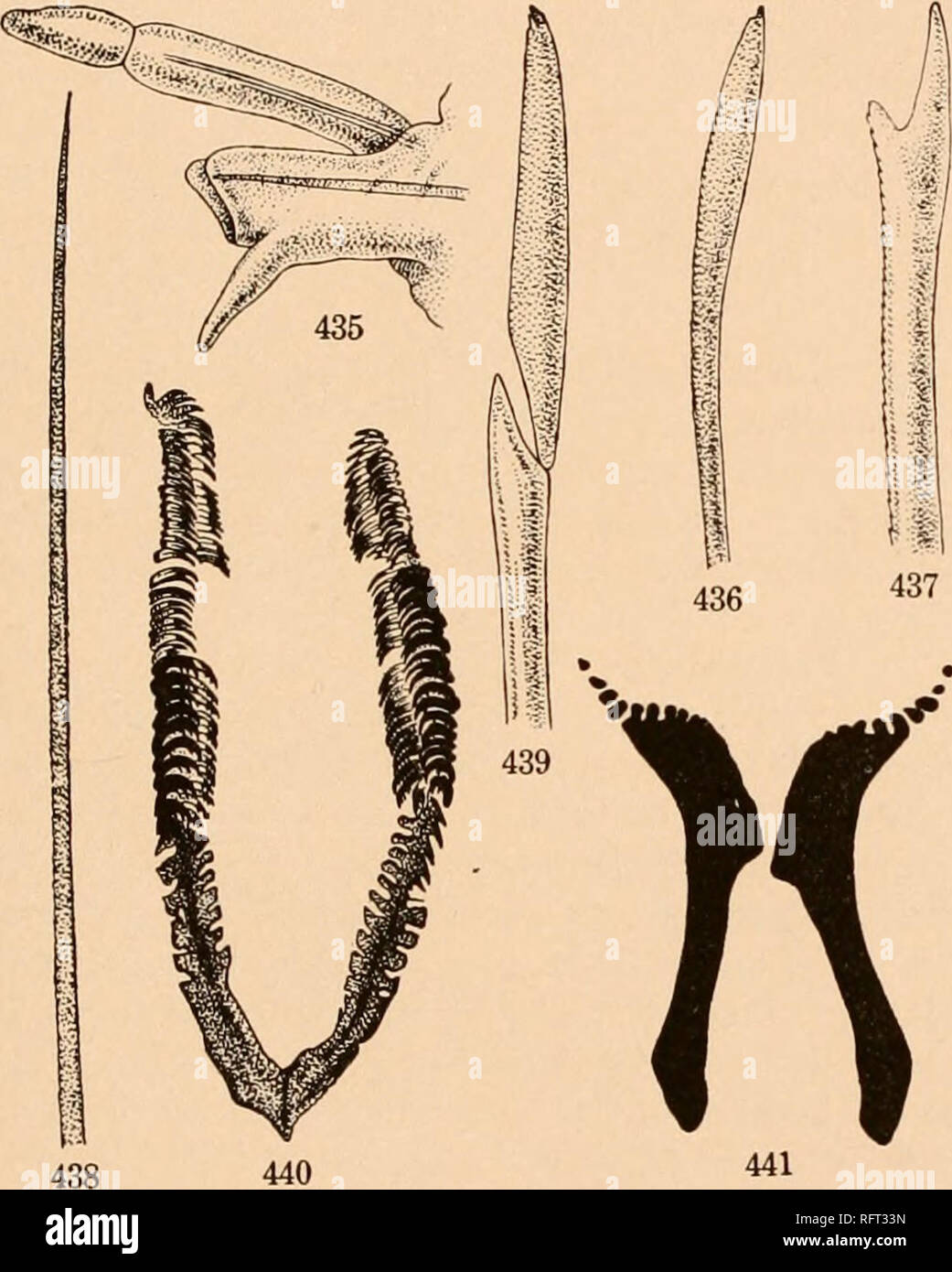 Seta simple hi-res stock photography and images - Alamy