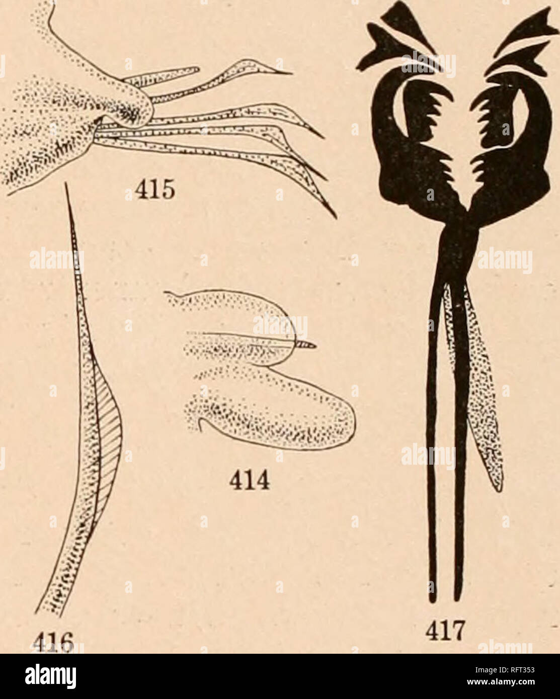 . Carnegie Institution of Washington publication. LEODICID.E OF THE ...