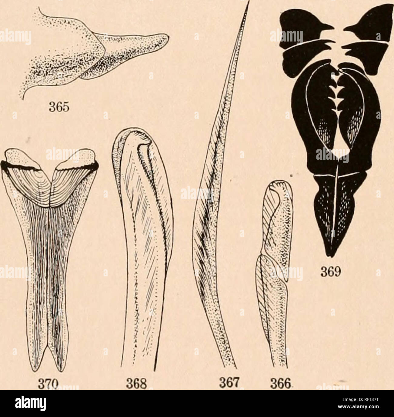 . Carnegie Institution of Washington publication. 100 LEODICID.E OF THE ...