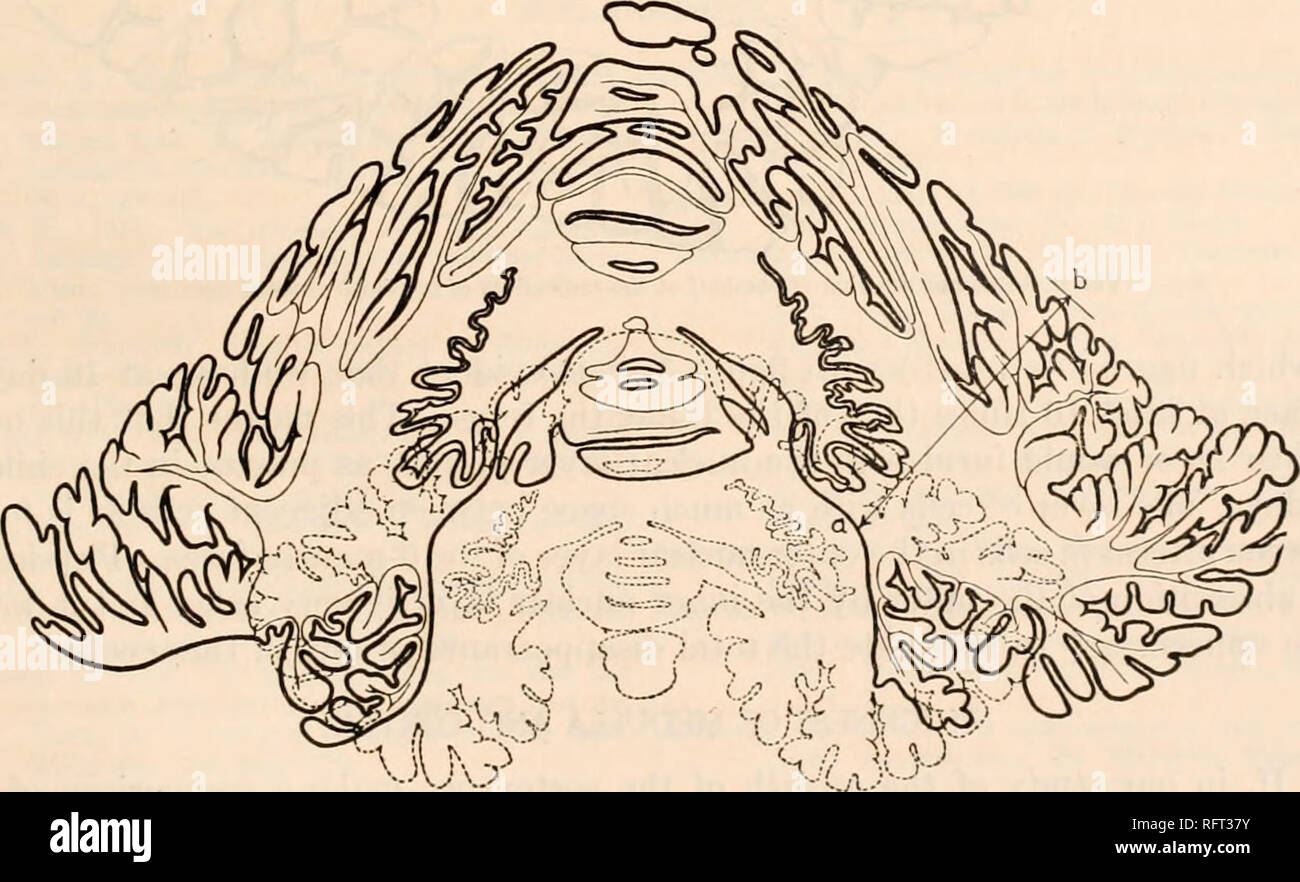 . Carnegie Institution of Washington publication. FIG. 4.—Cross-section ...
