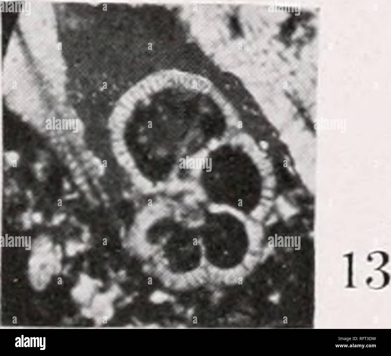 . Carnegie Institution of Washington publication. 12. 11 1 ...