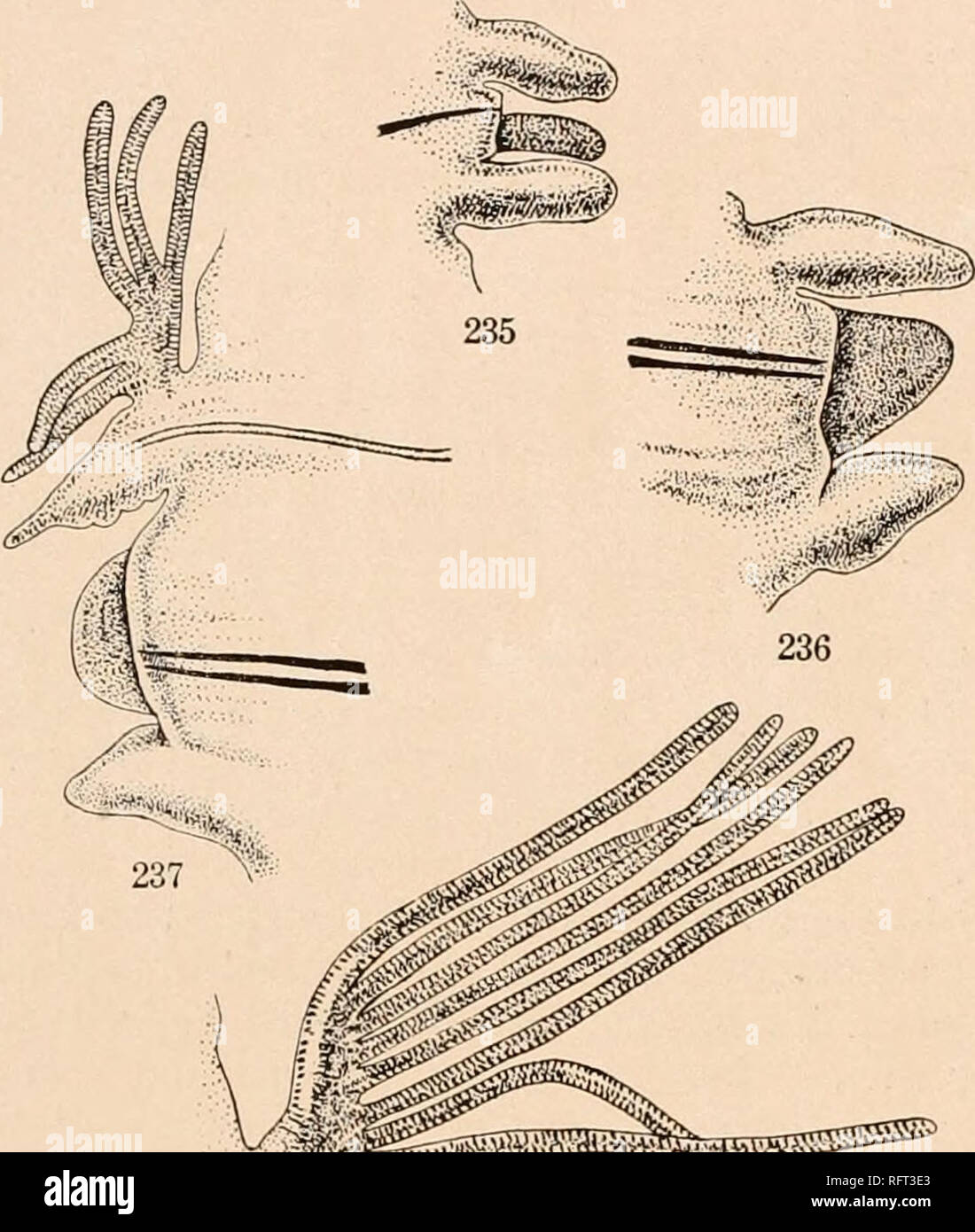 Short curved forceps hi-res stock photography and images - Alamy