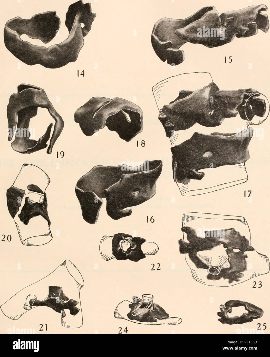 . Carnegie Institution of Washington publication. MILLER PLATt 2. 25 ...