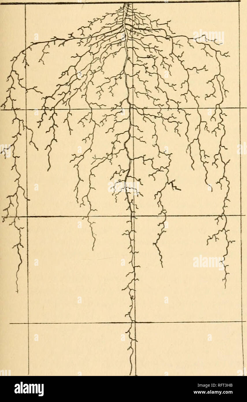 . Carnegie Institution of Washington publication. ROOT DEVELOPMENT OF ...