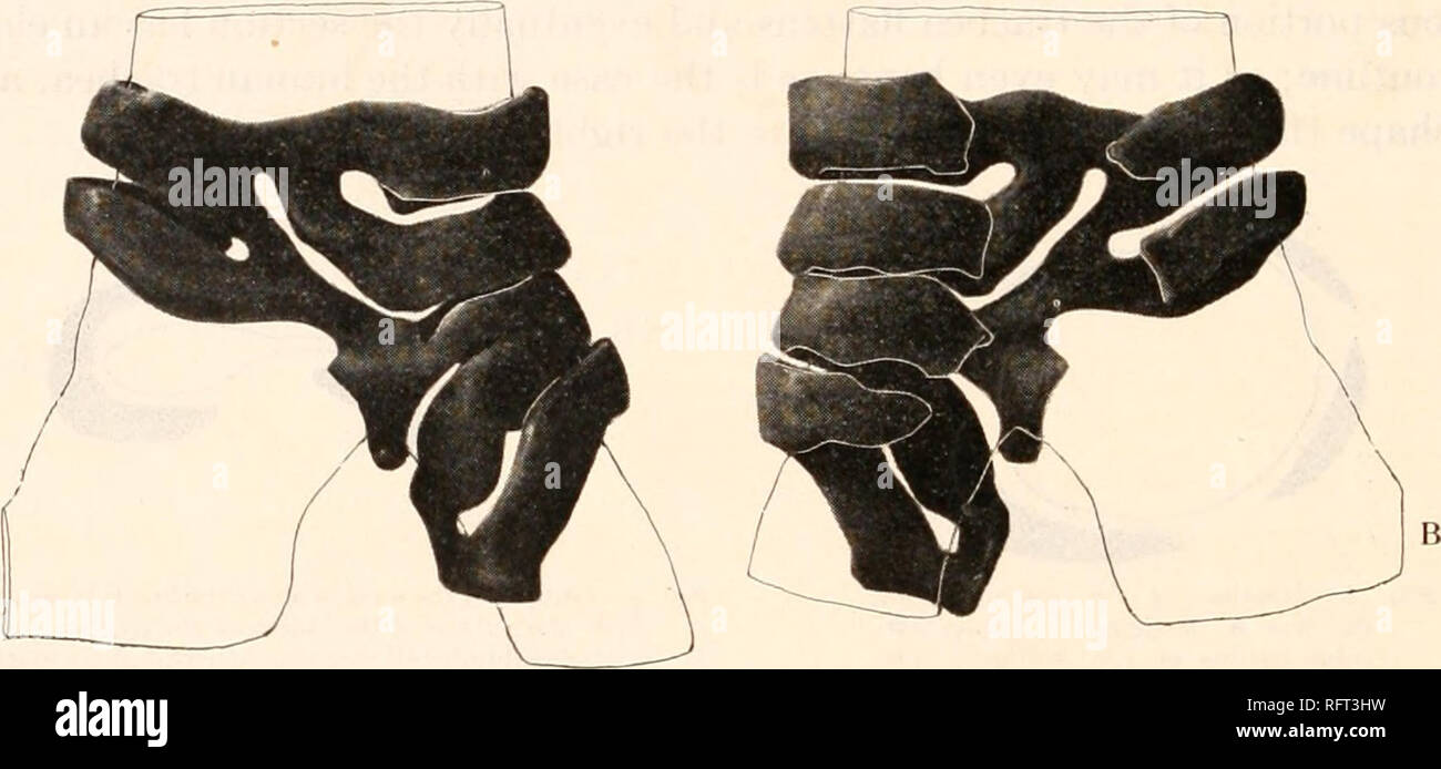 . Carnegie Institution of Washington publication. 290 MORPHOLOGICAL ...