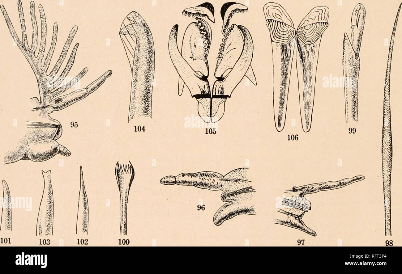 Terminal tooth hi-res stock photography and images - Alamy