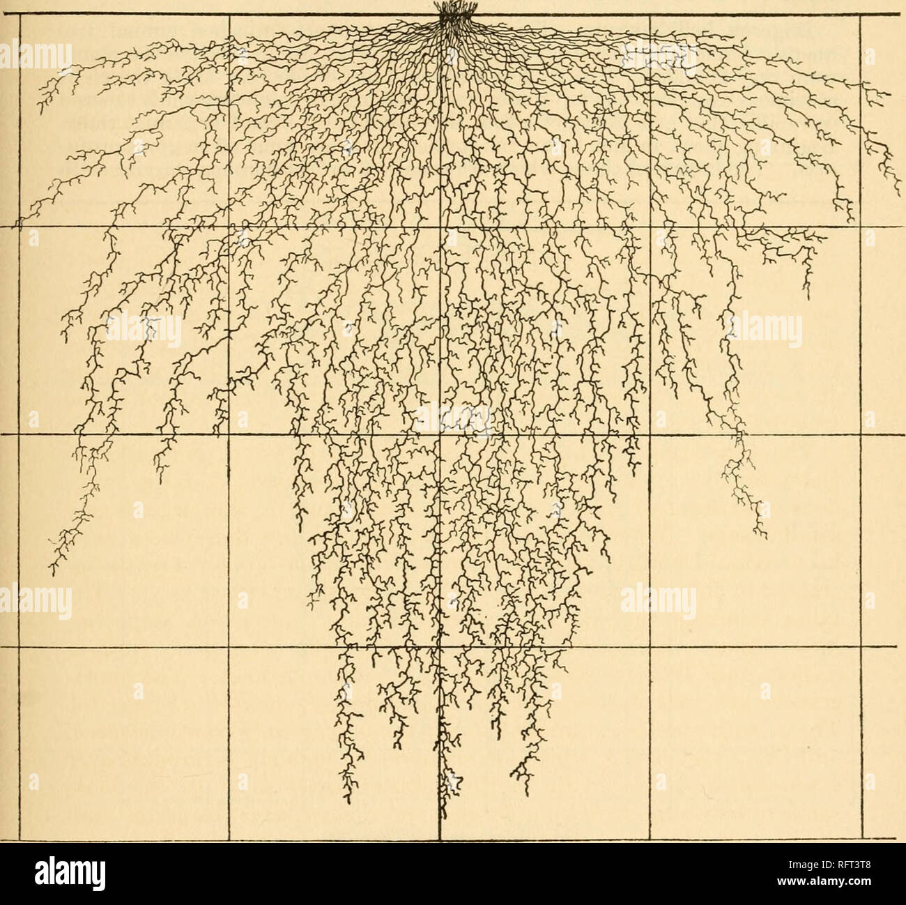 . Carnegie Institution of Washington publication. ROOT SYSTEMS OF MIXED ...