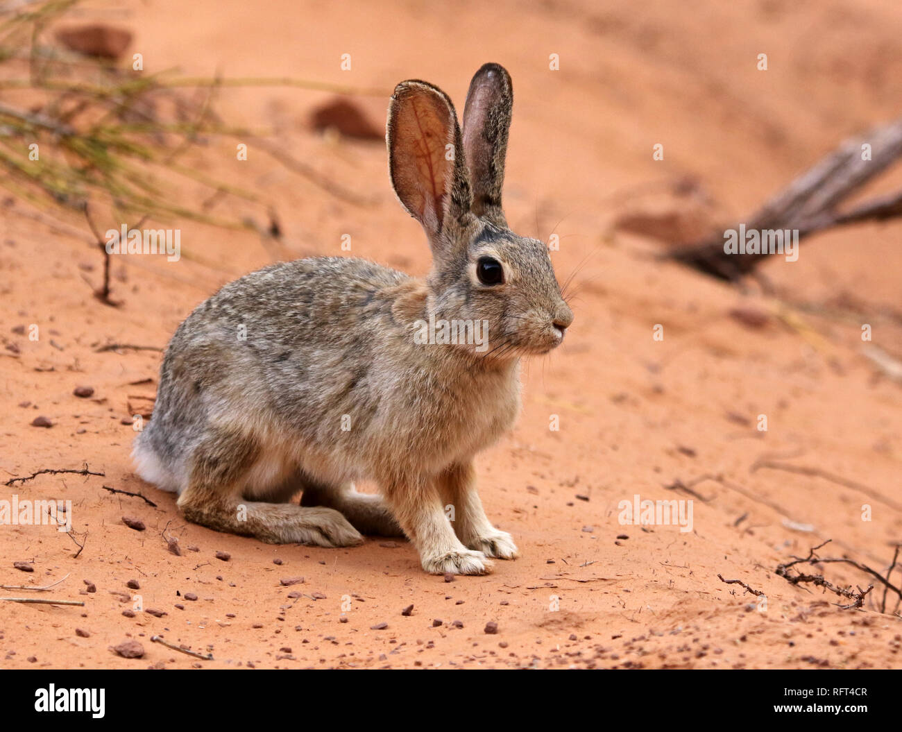 Desert cottontail arches national park hi-res stock photography and ...