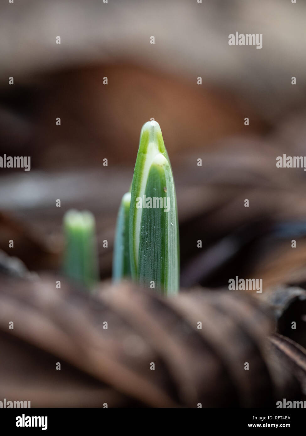 Bulb shoots hi-res stock photography and images - Alamy