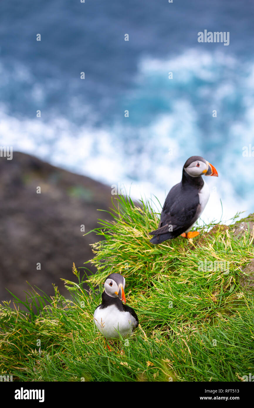 Puffins at Faroe Islands, landscape. Wild europe Stock Photo - Alamy