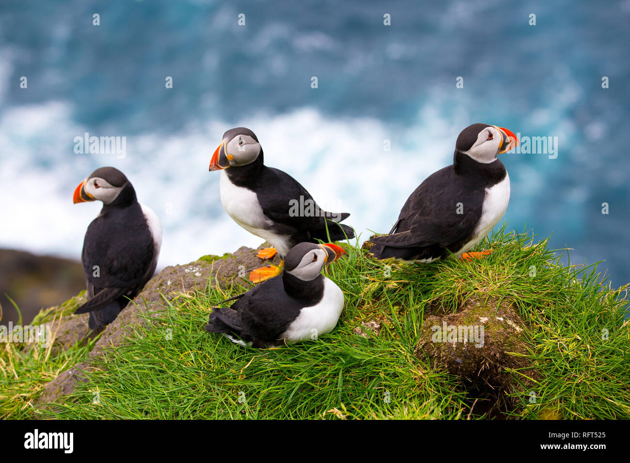 Puffins at Faroe Islands, landscape. Wild europe Stock Photo - Alamy