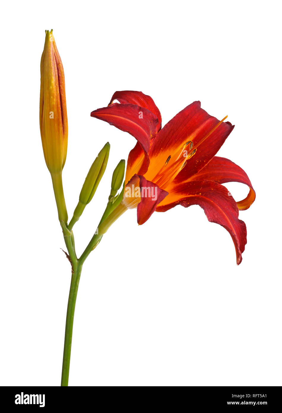 Single stem with a red and yellow daylily flower and several unopened ...