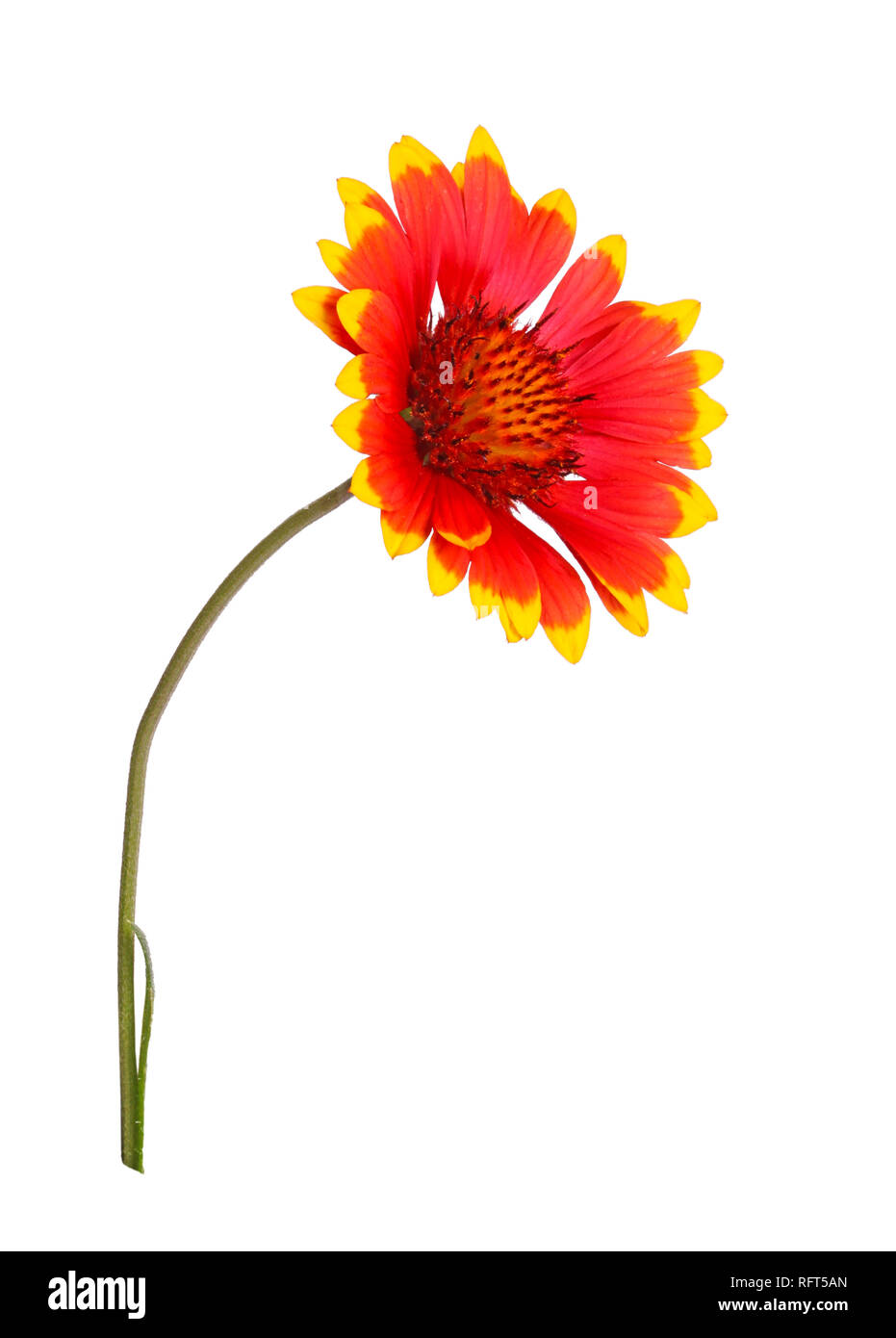 Stem with red and yellow flower of the perennial Indian blanketflower ...