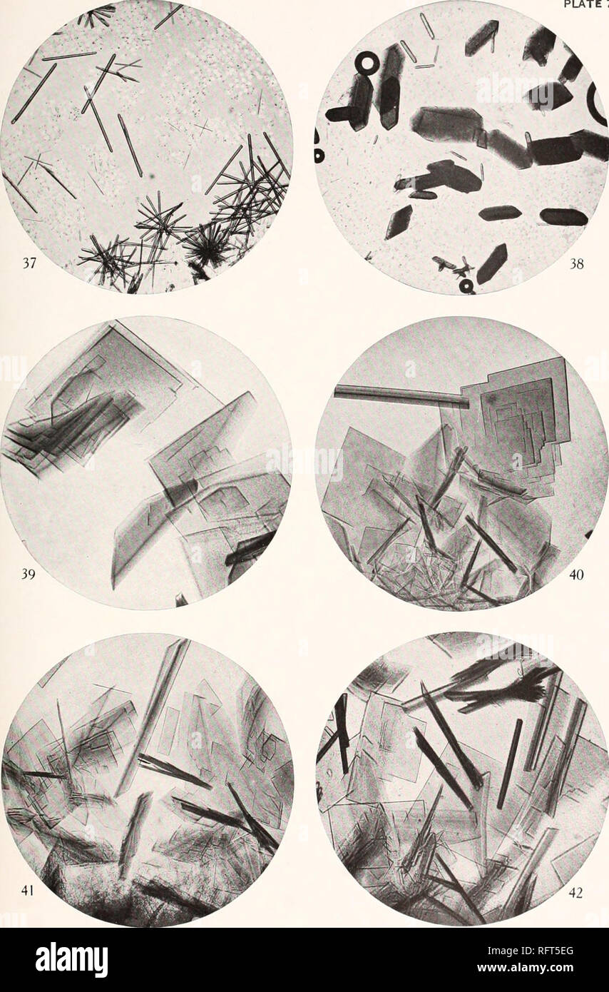 . Carnegie Institution of Washington publication. PLATE?. 41 42 37 ...