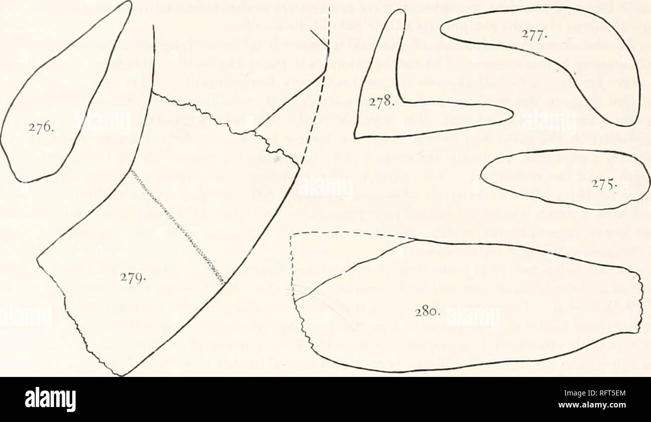 Costal scutes hi-res stock photography and images - Alamy