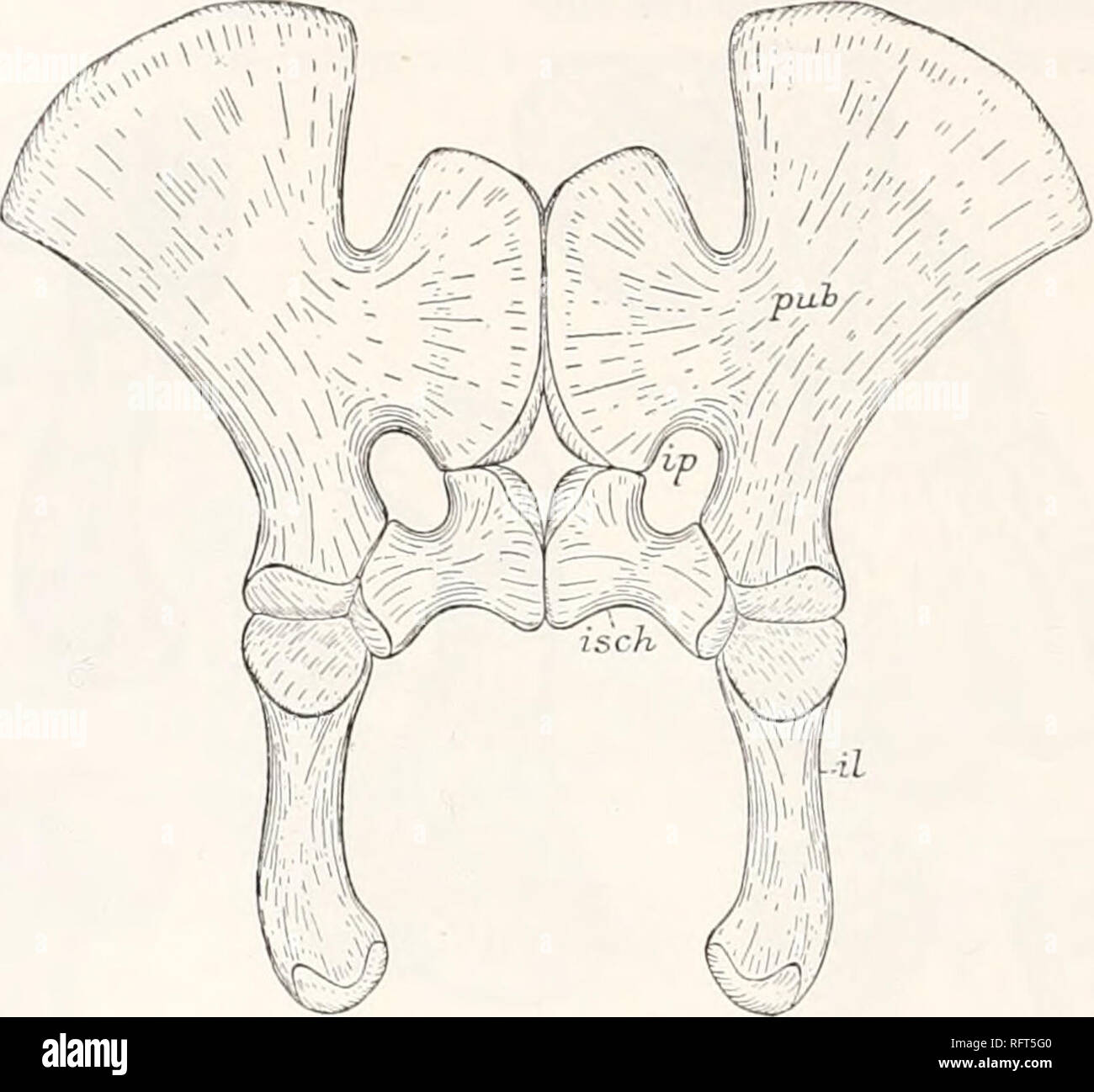 . Carnegie Institution of Washington publication. 20