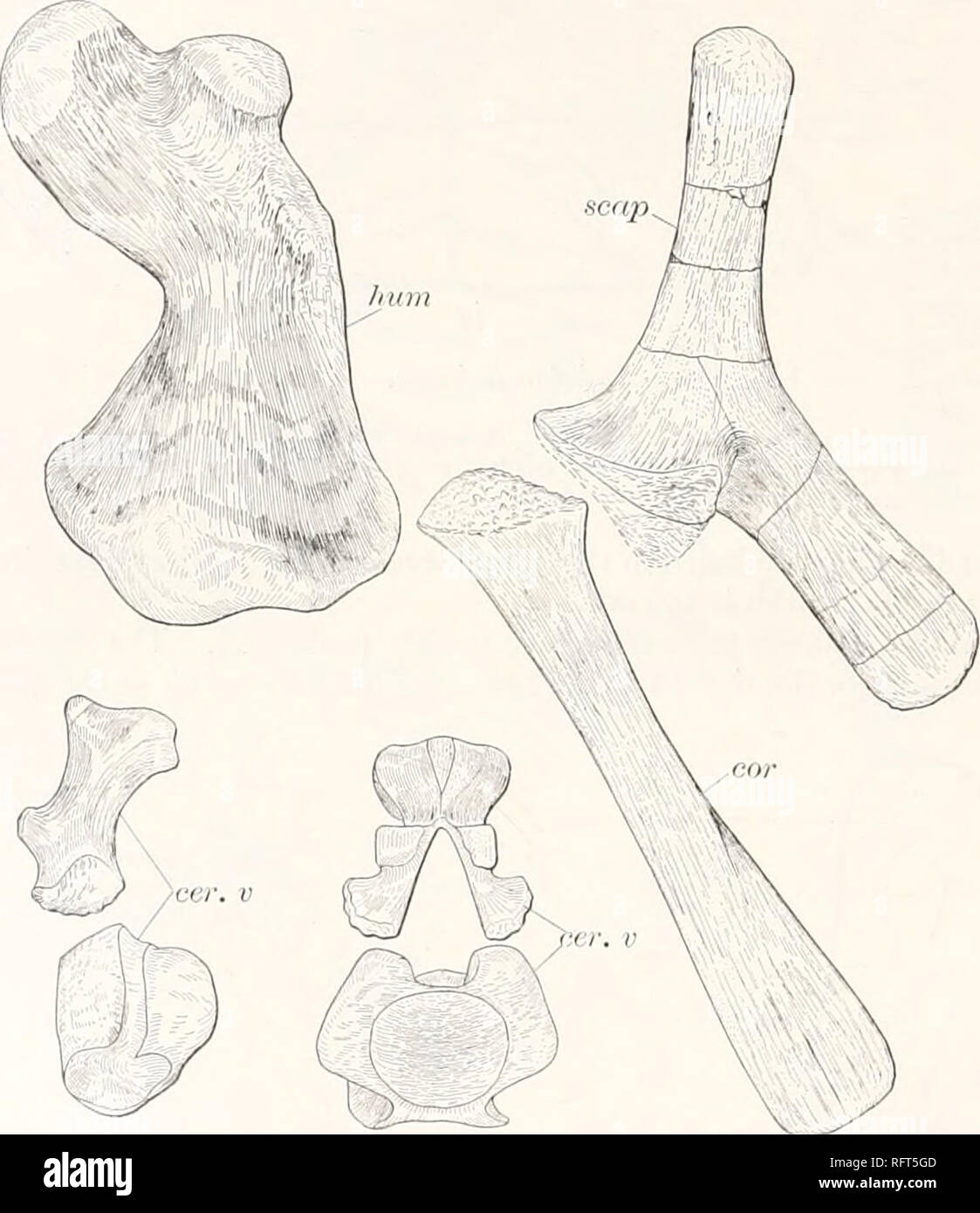. Carnegie Institution of Washington publication. 206 FOSSIL TURTLES OF ...