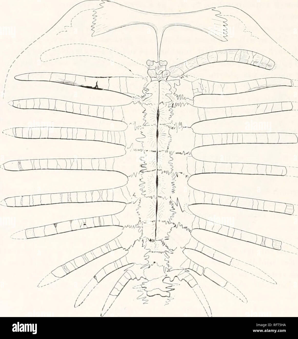 . Carnegie Institution of Washington publication. 202 FOSSIL TURTLES OF ...