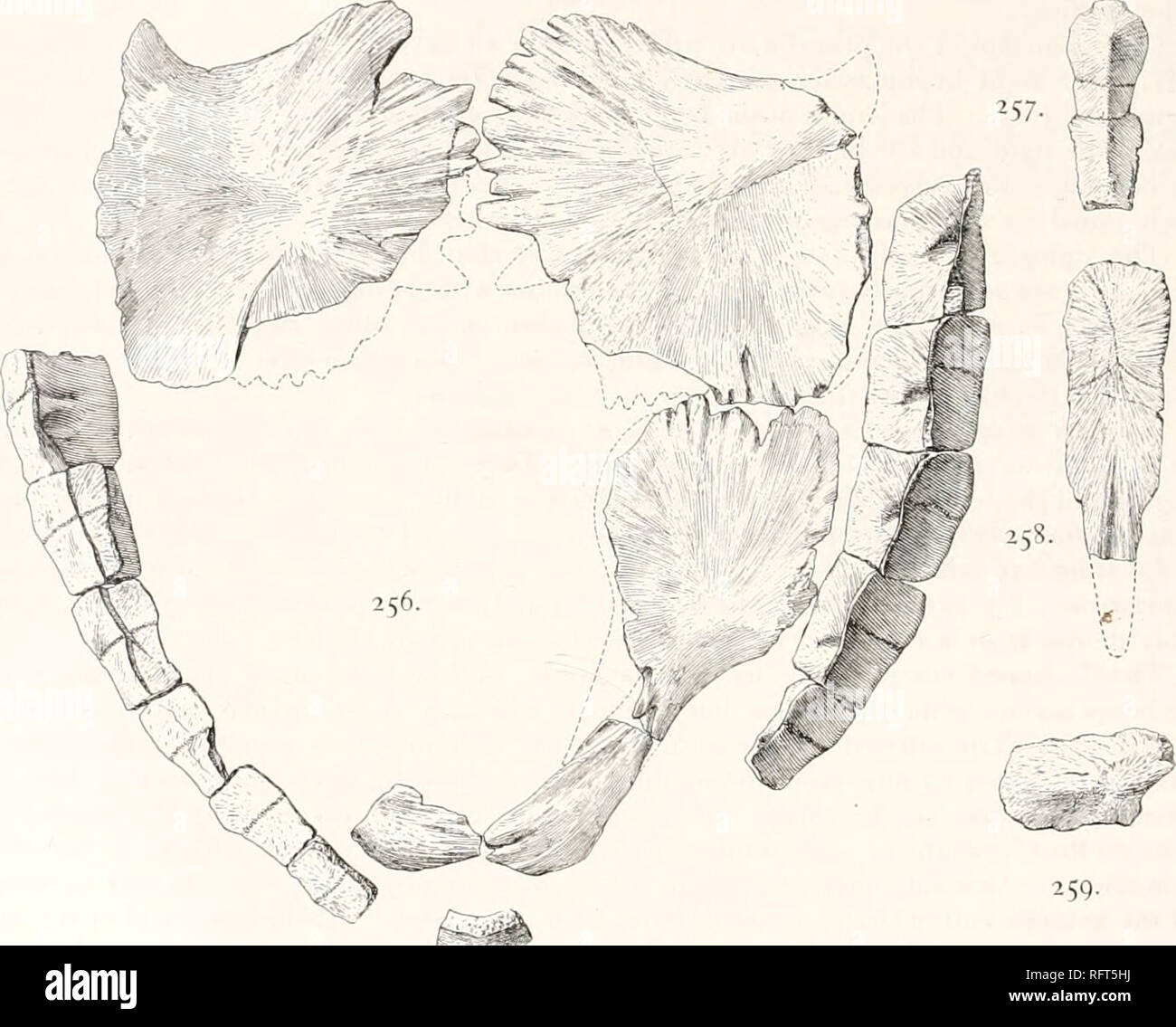 Protostega gigas hi-res stock photography and images - Alamy