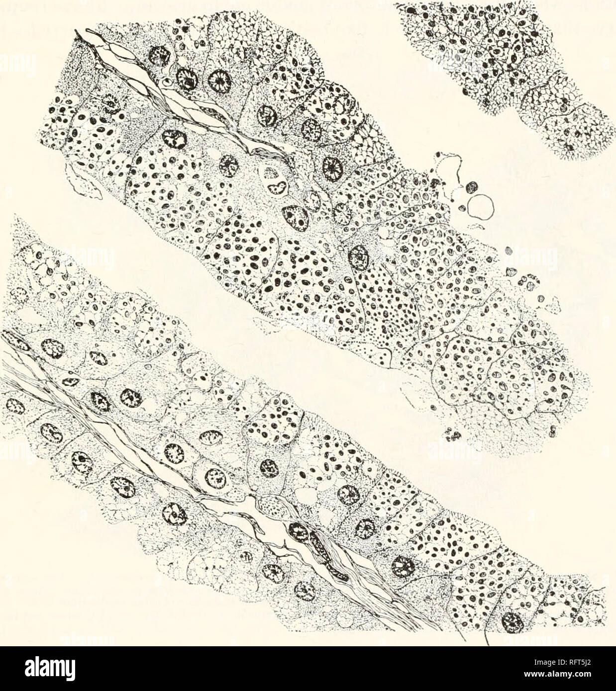 . Carnegie Institution of Washington publication. ANATOMY OF THE POISON ...