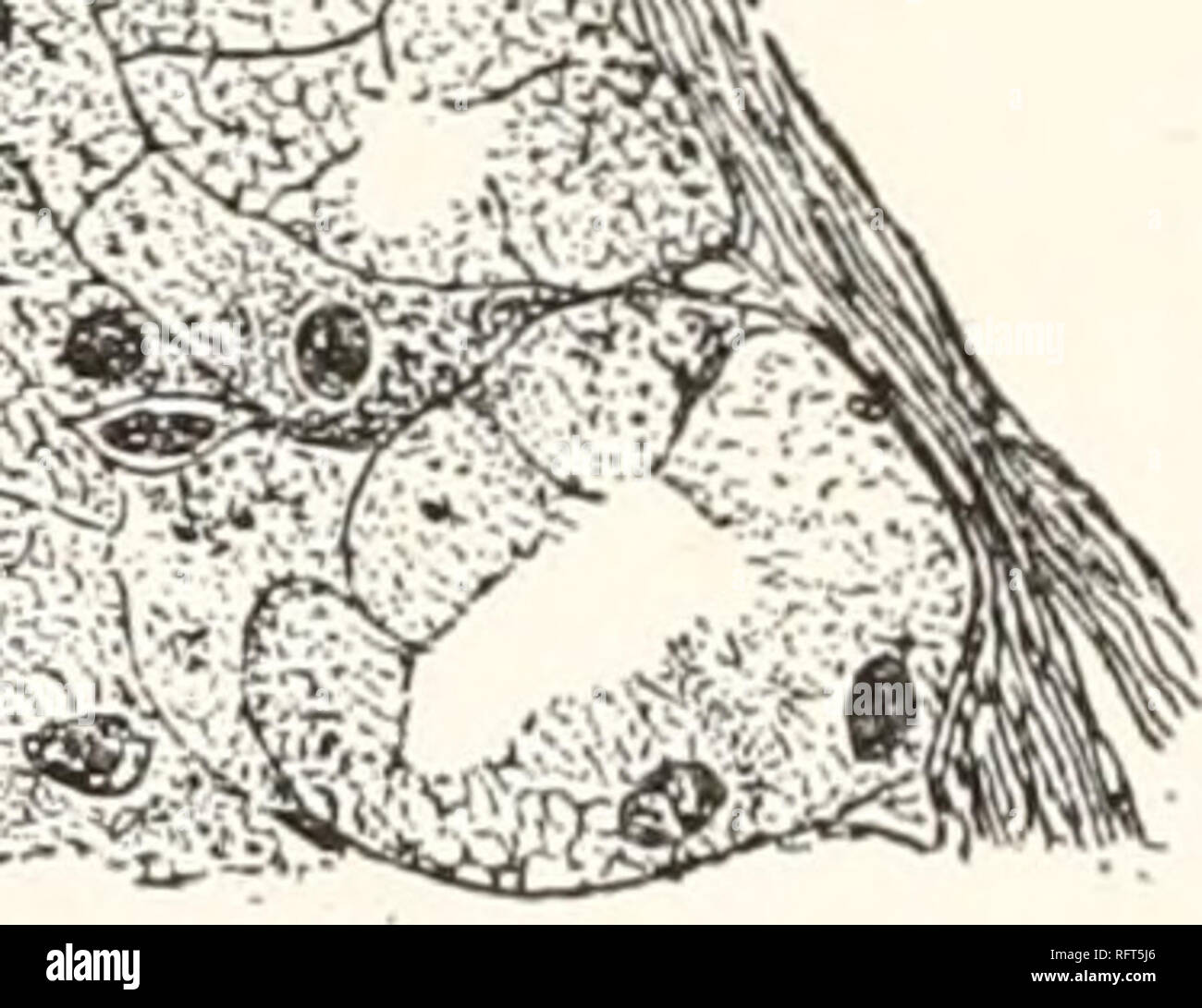 . Carnegie Institution of Washington publication.