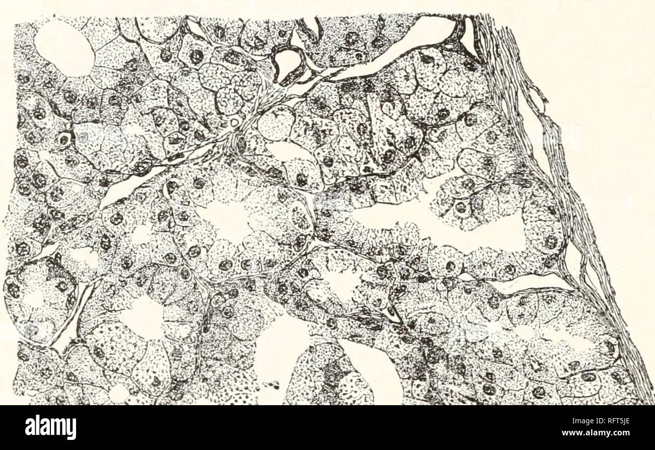 . Carnegie Institution of Washington publication. 24 THE VENOM OF ...