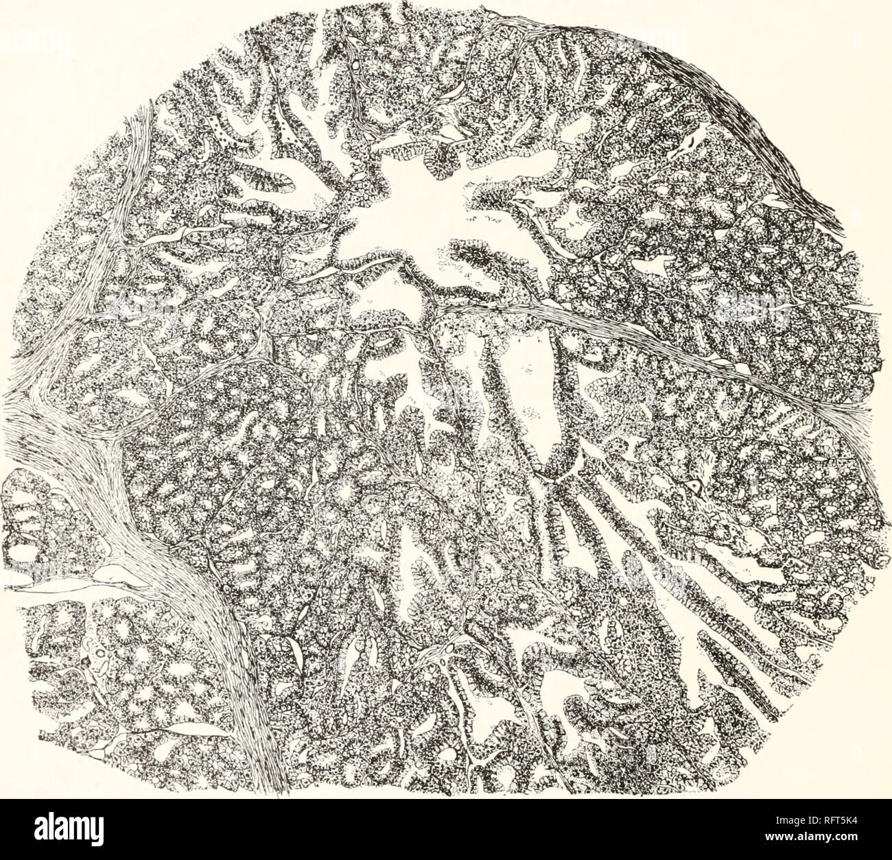 . Carnegie Institution of Washington publication. 22 THE VENOM OF ...