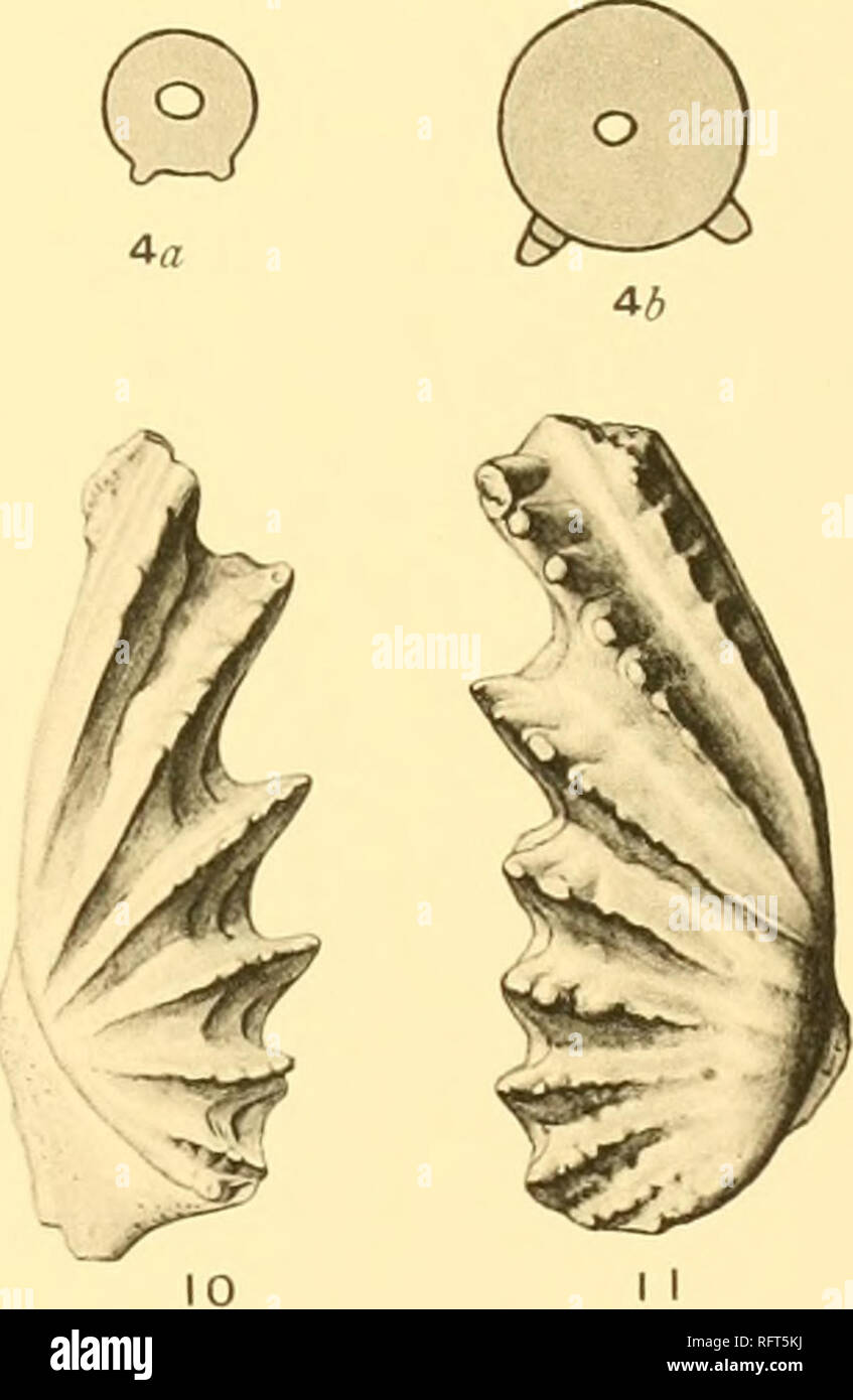 . Carnegie Institution of Washington publication. 4' o bb. iyc^i"^ lOa ...