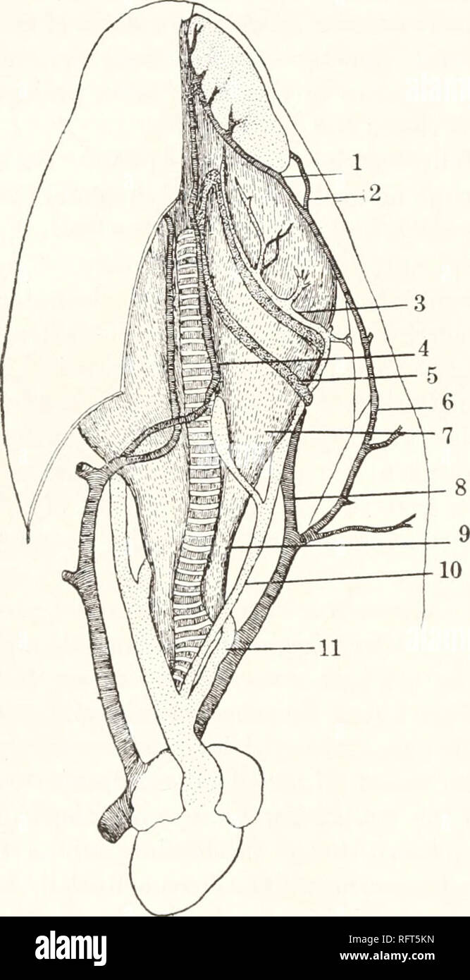 . Carnegie Institution of Washington publication. 20 THE VENOM OF ...