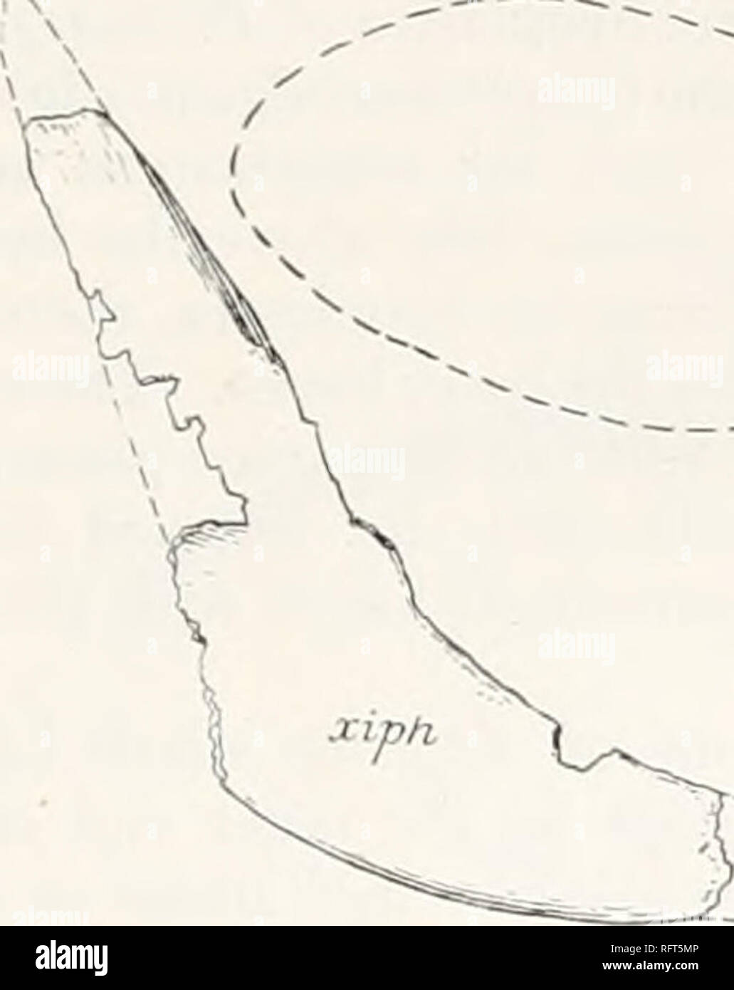 . Carnegie Institution of Washington publication. DESMATOCHELYID.dE. I