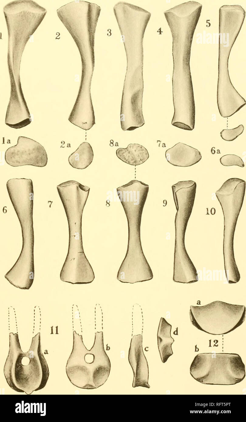 . Carnegie Institution of Washington publication. CASE—AMPHIBIA AND ...