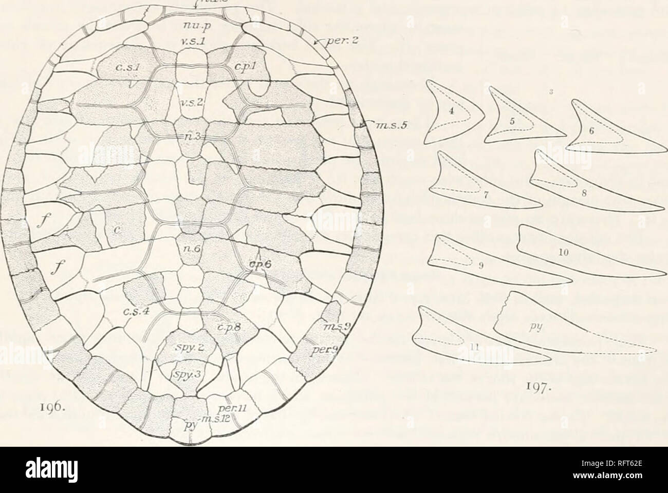 Suprapygals hi-res stock photography and images - Alamy