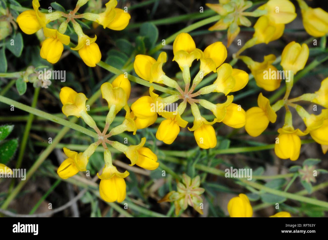Yellow Wild Flower, Horseshoe Vetch, Hippocrepis comosa Stock Photo - Alamy