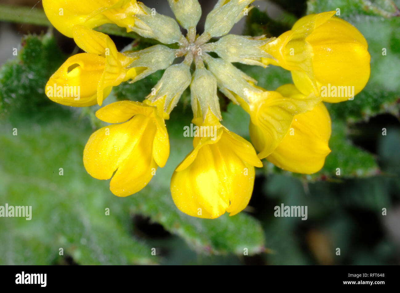 Yellow Wild Flower, Horseshoe Vetch, Hippocrepis comosa Stock Photo - Alamy