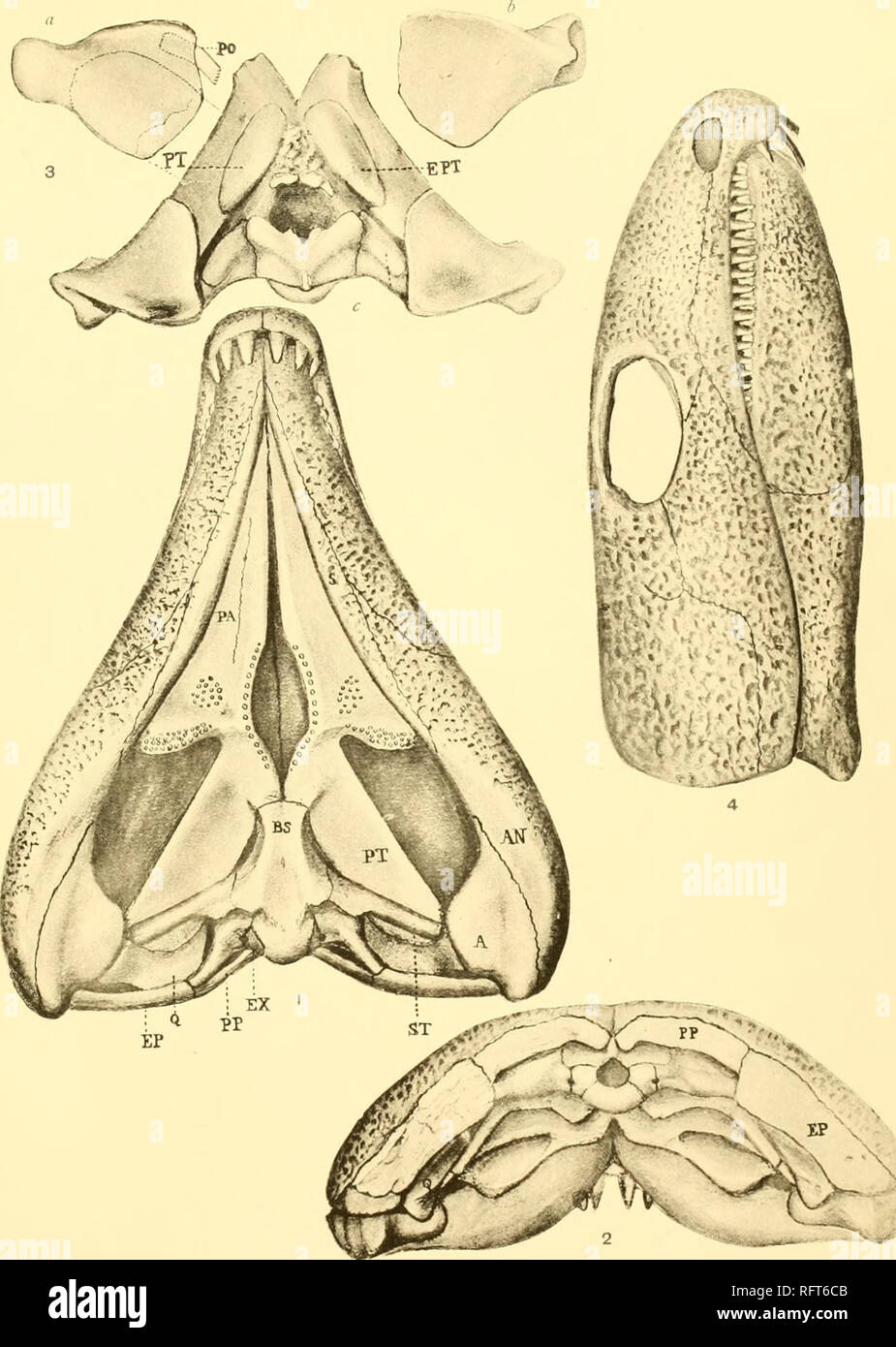 . Carnegie Institution of Washington publication. CASE—COTYLOSAURIA. 1 ...