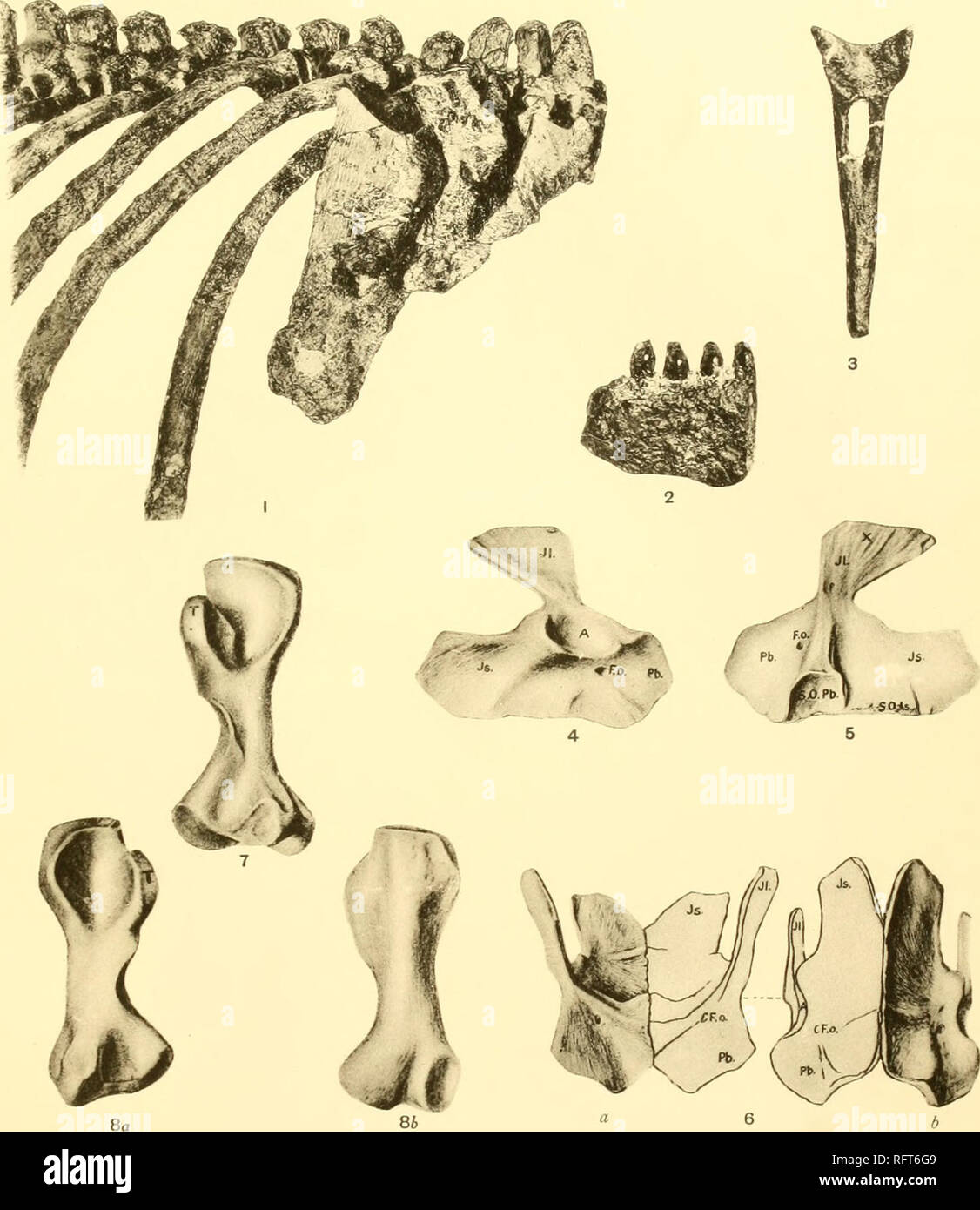 Labidosaurus hi-res stock photography and images - Alamy